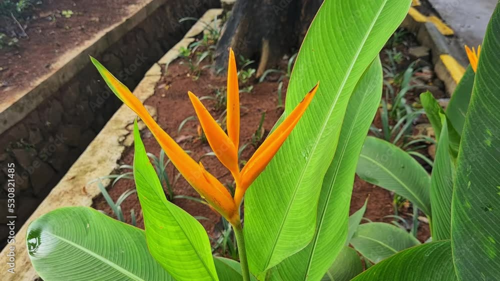 heliconia psittacorum, Heliconia spathocircinata golden torch ...
