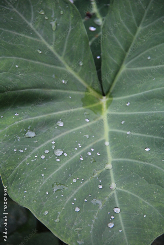 Close-up on the green leaves of the Colocasia esculenta plant, with ...