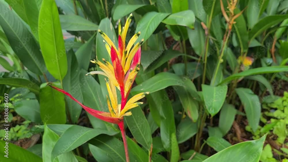 heliconia psittacorum, Heliconia spathocircinata golden torch ...
