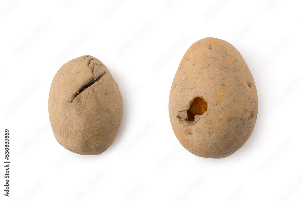 spoiled or bad potatoes isolated on white background, signs of spoilage ...