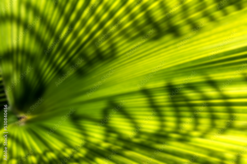 Striblur ped of palm leaf, Abstract green texture background, Vintage ...