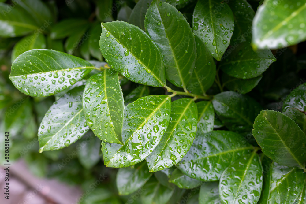 Natural green leafy background. Wet juicy green leaves of evergreen ...