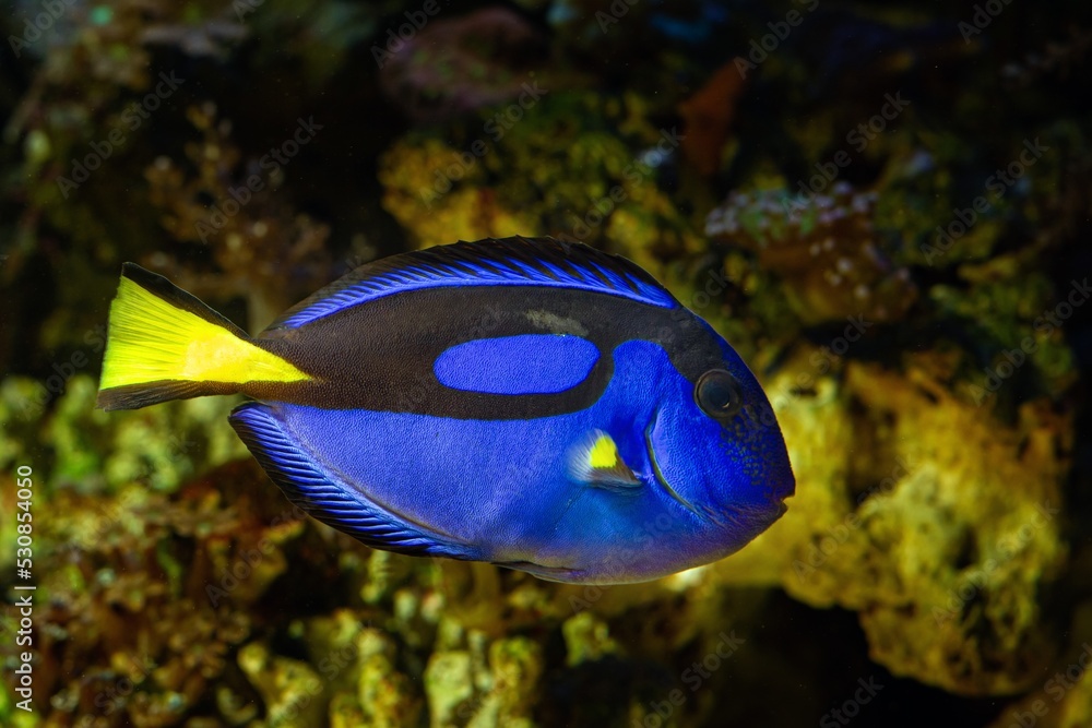 juvenile royal blue tang swim and show natural behaviour in coral reef ...