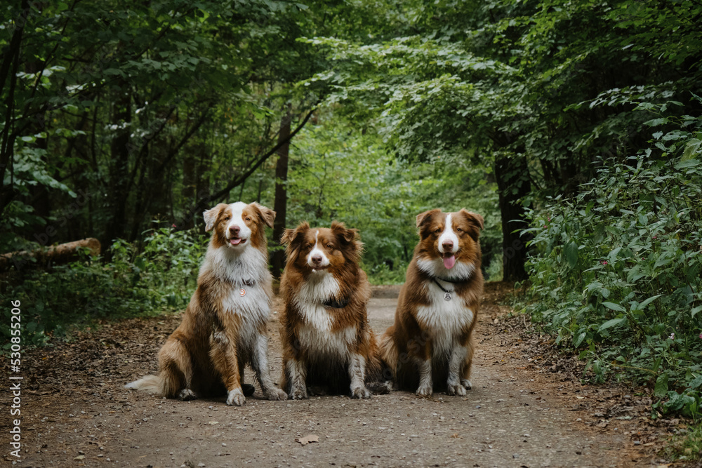 Mom dog and grown up puppies. Three Australian Shepherds sit side by ...