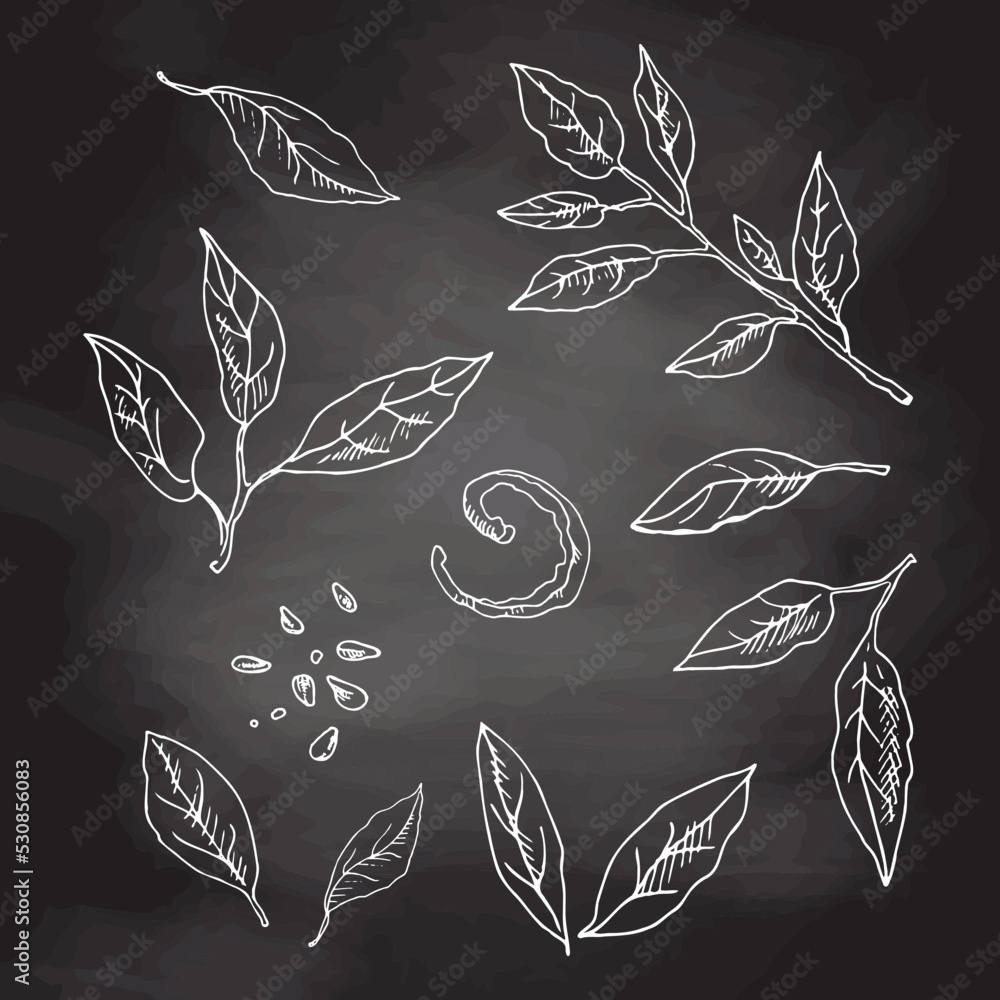 Vector hand drawn lemon leaves set. Leaves, peel, seed and branch ...