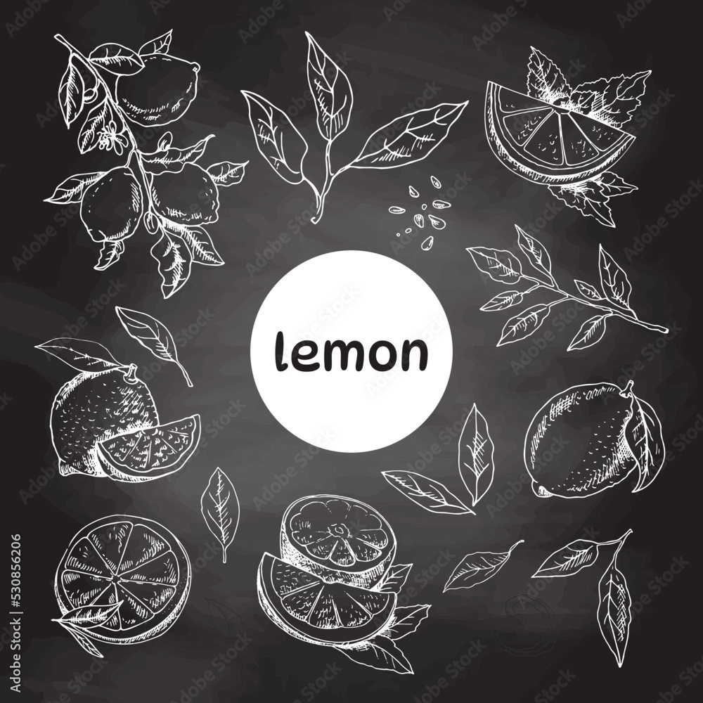 Vector hand drawn lemon set. Whole lemon, sliced pieces, half, leaf ...