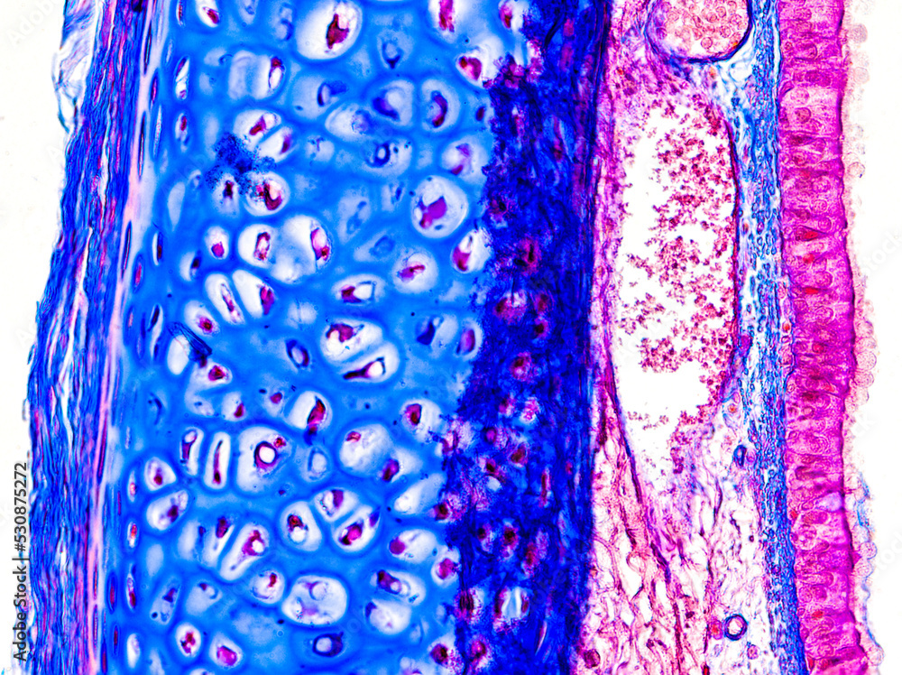 layers of trachea wall under the microscope - optical microscope x400 ...
