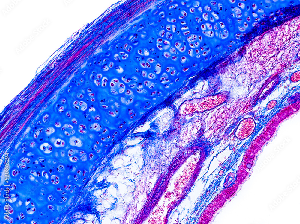 layers of trachea wall under the microscope - optical microscope x200 ...