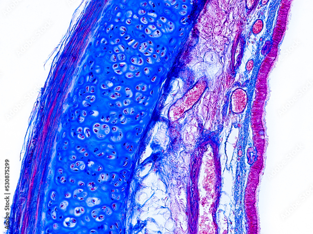layers of trachea wall under the microscope - optical microscope x200 ...