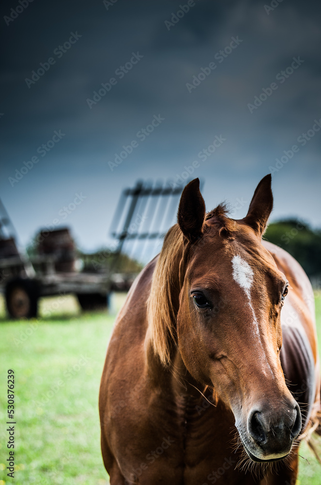 cheval aux champs Stock Photo | Adobe Stock