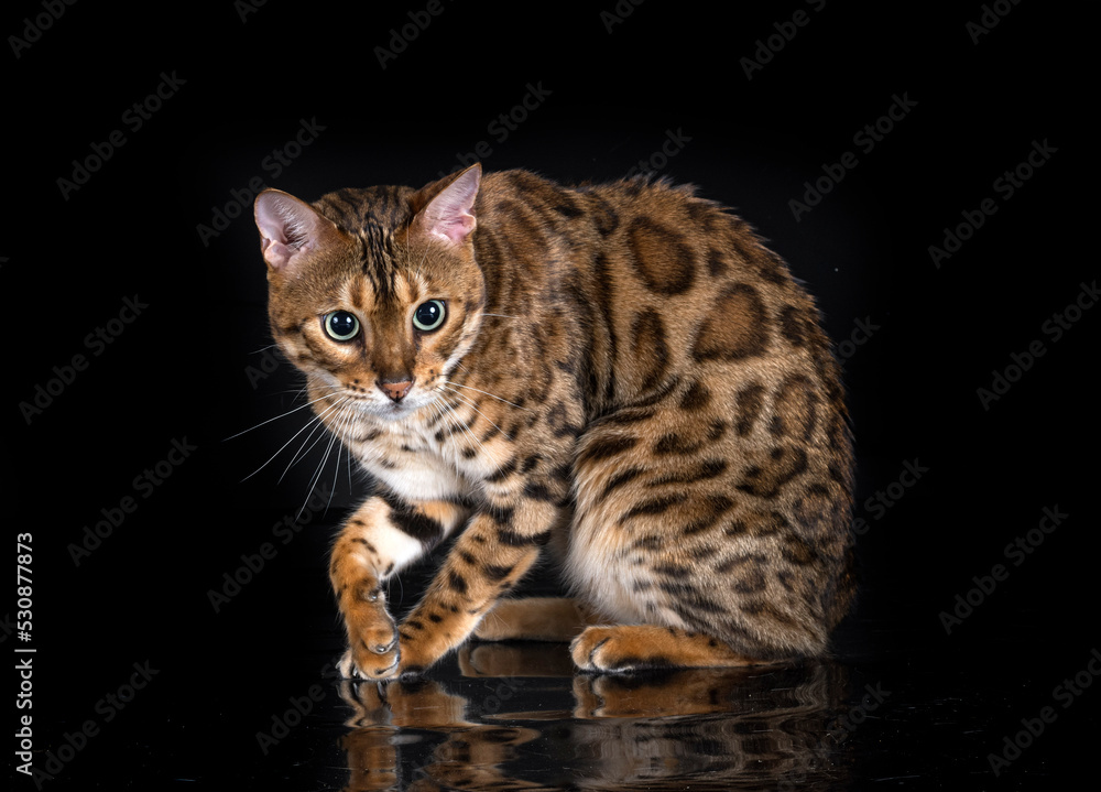 bengal cat in studio Stock Photo | Adobe Stock