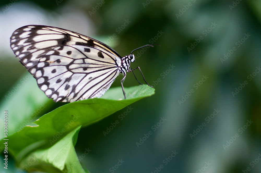 The butterflies. Insects of great beauty that show great diversity of ...