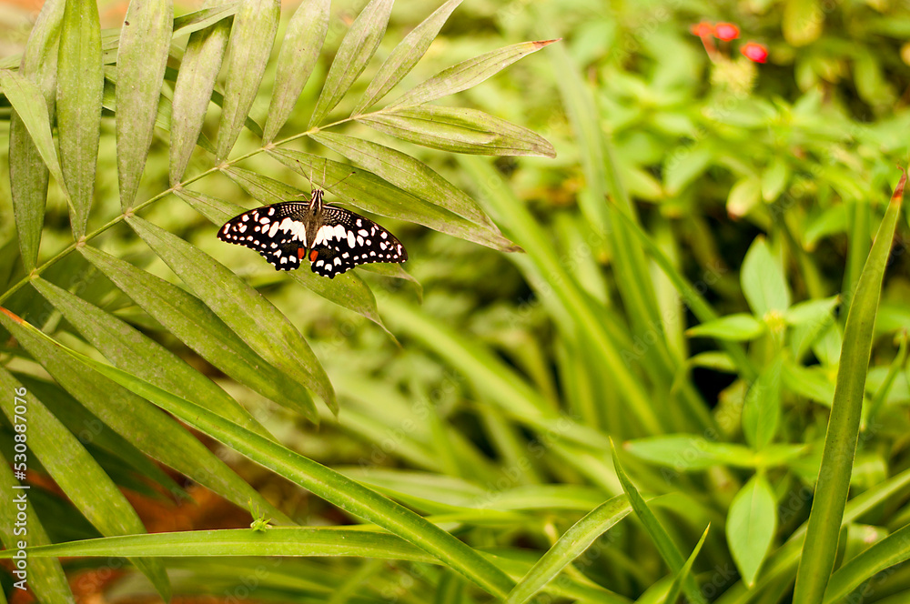 The butterflies. Insects of great beauty that show great diversity of ...