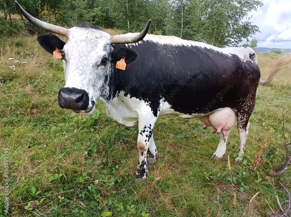 Vache de race vosgienne dans les pâturages du Remspach, commune de ...