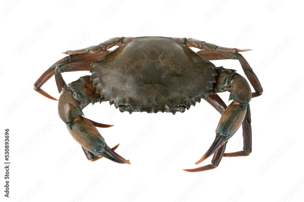 Raw black Crab,giant serrated mud crab isolated on white background ...