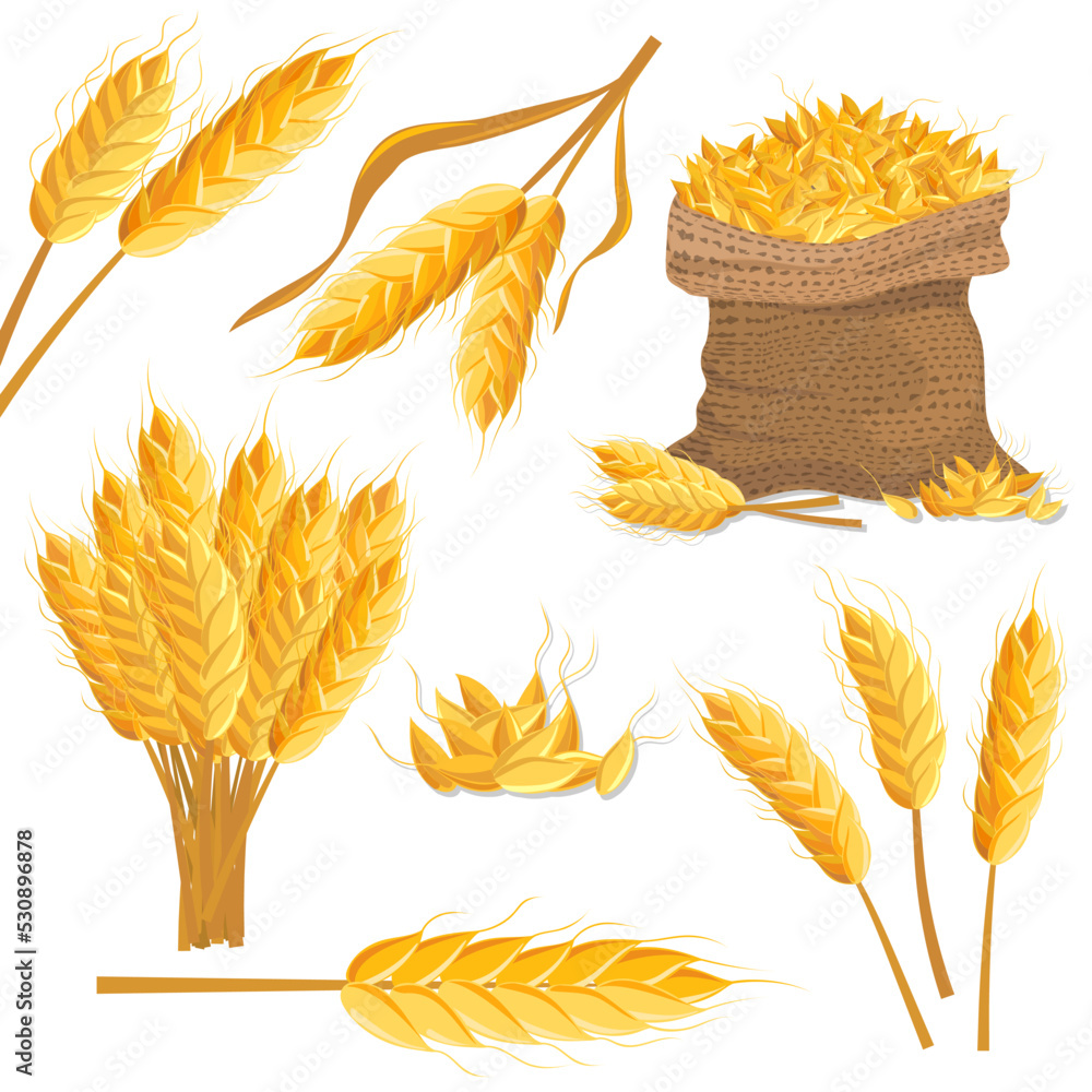 Cartoon wheat isolated set. Wheat bread ears, cereal crop harvest ...