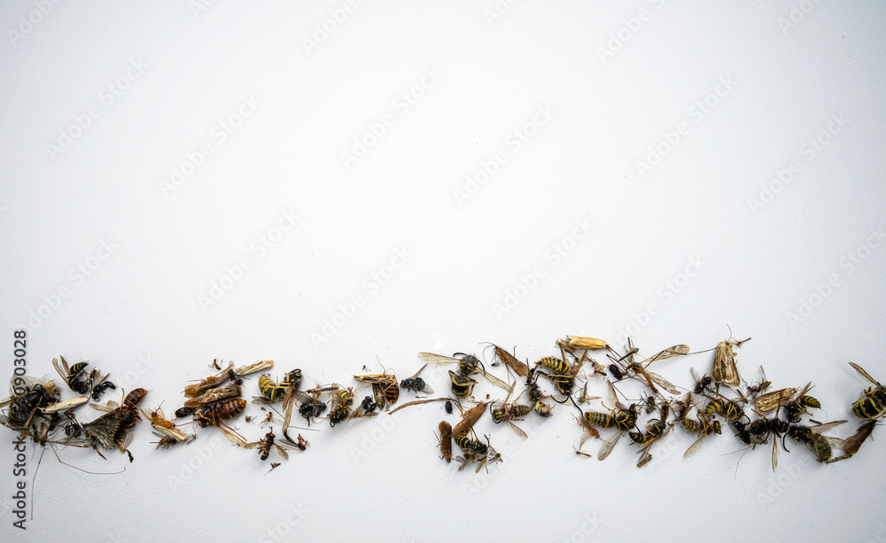 White background in the form of a banner with dried insects. There are ...