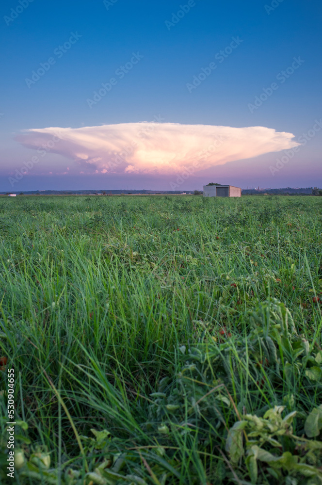 Cumulonimbus capillatus cloud over tomato field Stock Photo | Adobe Stock