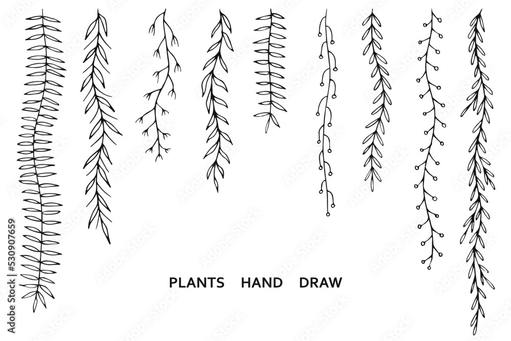 Leafs plants hand draw vector. Drawing beautiful creeper leaf ...
