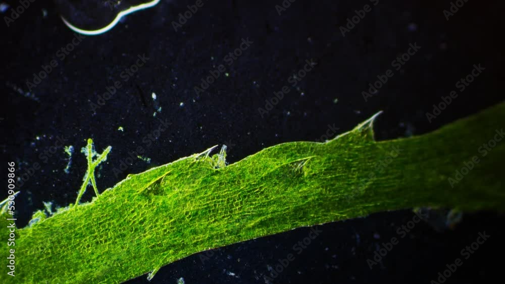 Thin section of green algae under a microscope. dark field microscopy ...
