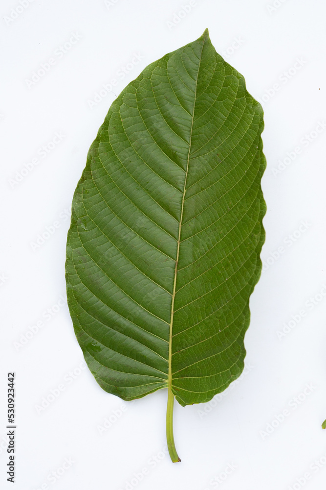 Mitragyna speciosa, Fresh kratom leaf on white background Stock Photo ...