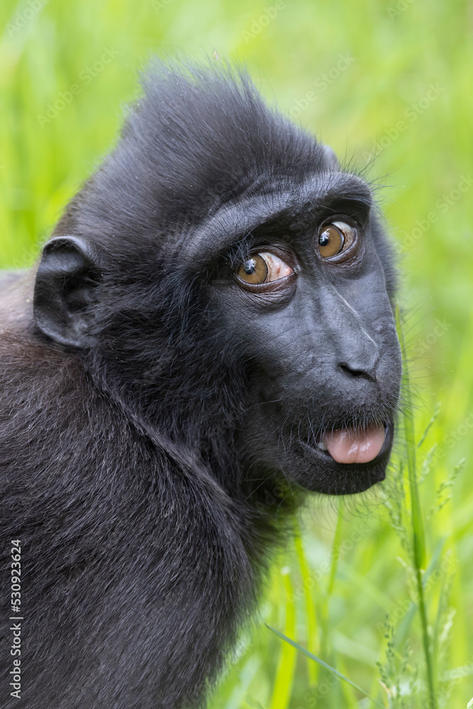 The Celebes crested macaque (Macaca nigra), also known as the crested ...