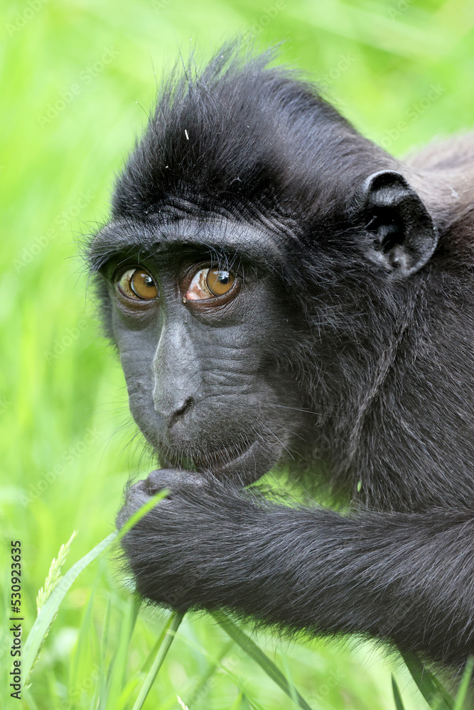 The Celebes crested macaque (Macaca nigra), also known as the crested ...