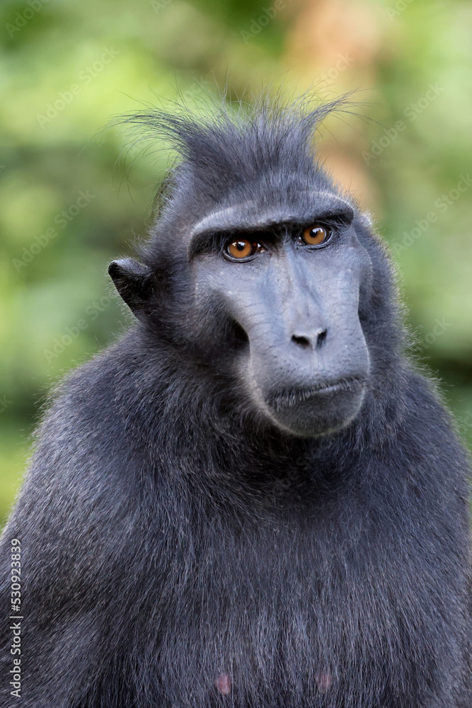 The Celebes crested macaque (Macaca nigra), also known as the crested ...
