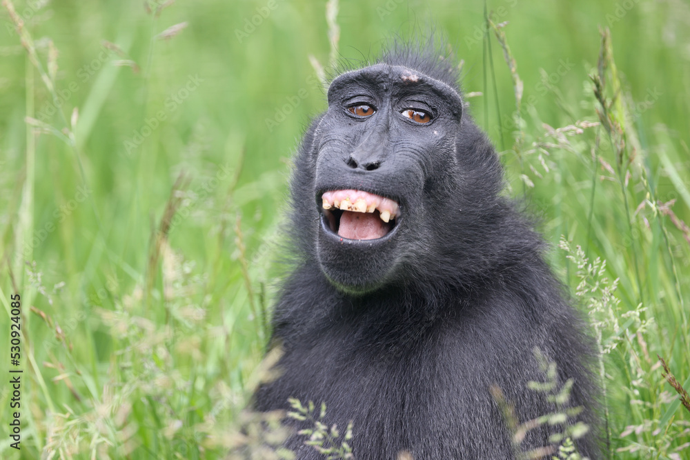 The Celebes crested macaque (Macaca nigra), also known as the crested ...
