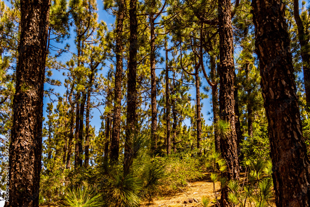 Pinus sp que pertenece a la familia Pinaceae, en la isla de Tenerife ...
