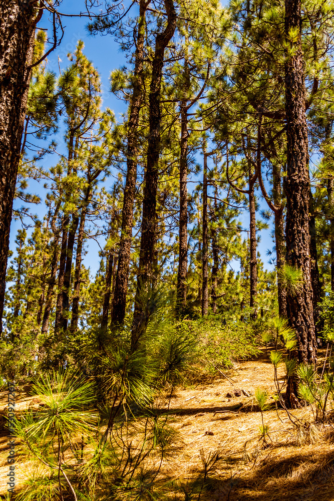 Pinus sp que pertenece a la familia Pinaceae, en la isla de Tenerife ...