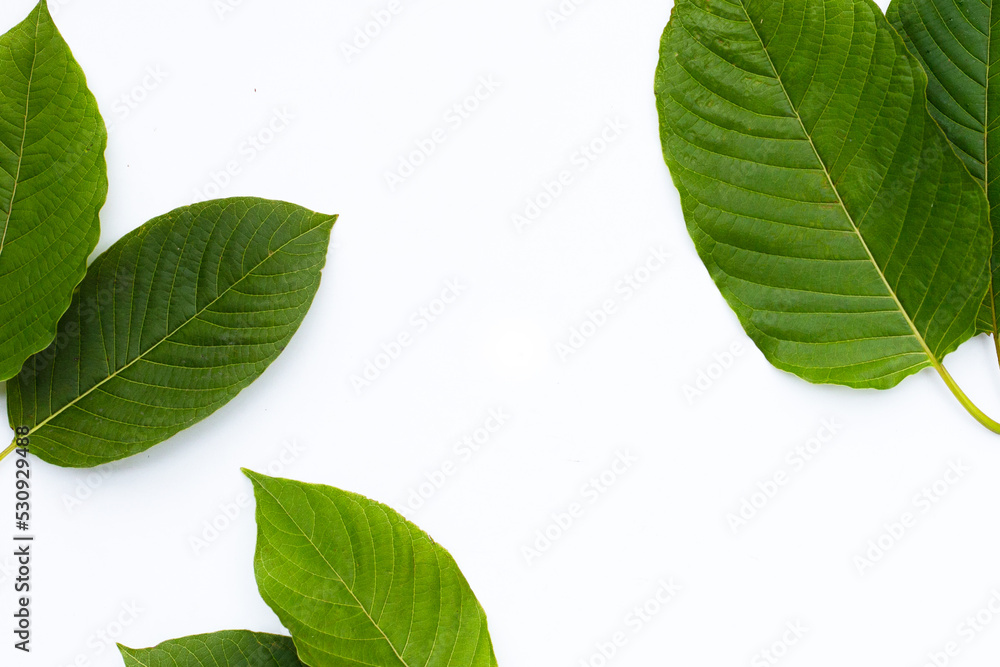 Mitragyna speciosa, Fresh kratom leaf on white background. Frame of ...