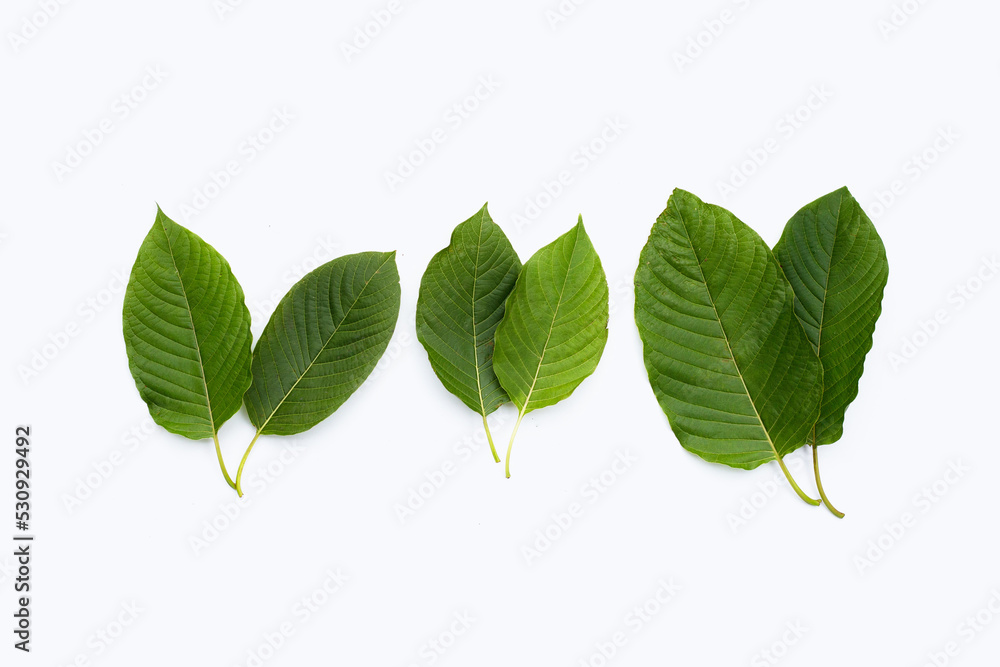 Mitragyna speciosa, Fresh kratom leaves on white background Stock Photo ...