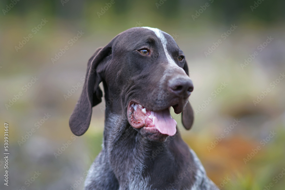Brown Pointer Dog