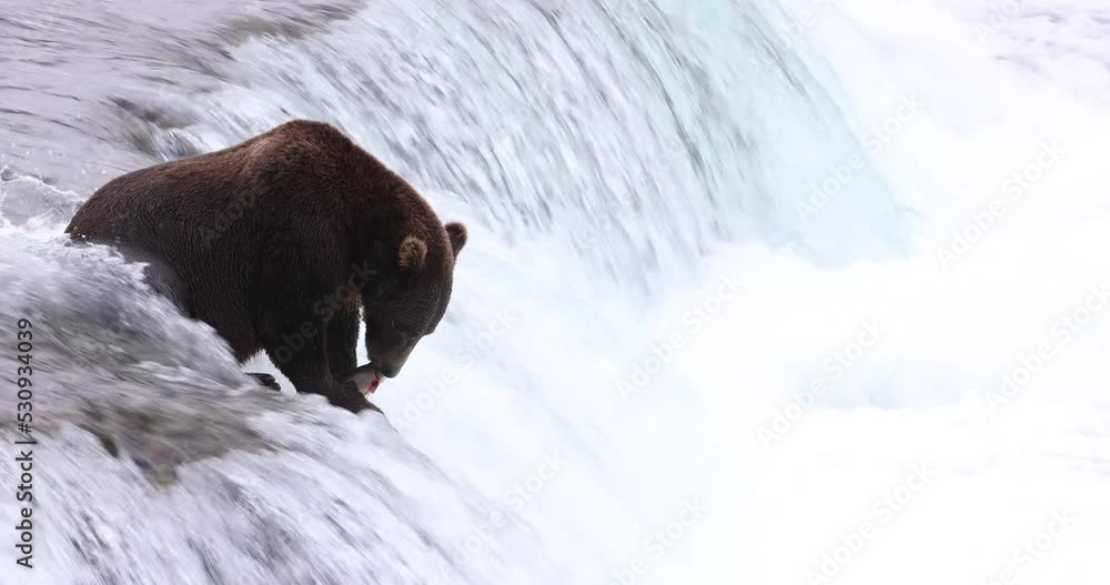 Wild grizzly bear eating a fresh caught salmon on top of the waterfall ...