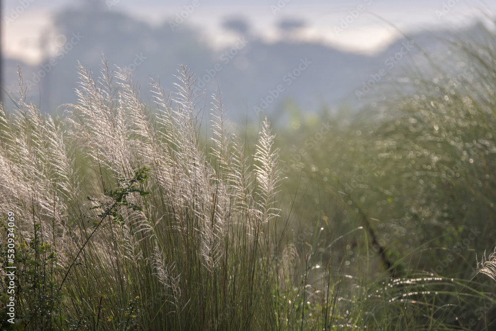 Foto de Saccharum spontaneum (wild sugarcane, Kans grass) is a grass ...