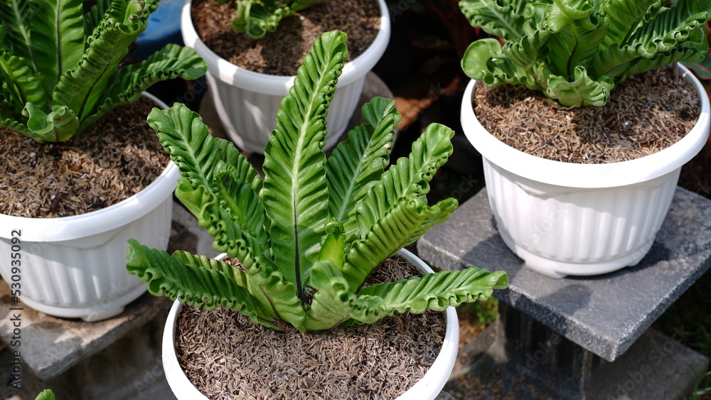 Foto de Cobra Fern (Asplenium Nidus) is a species of plants family ...