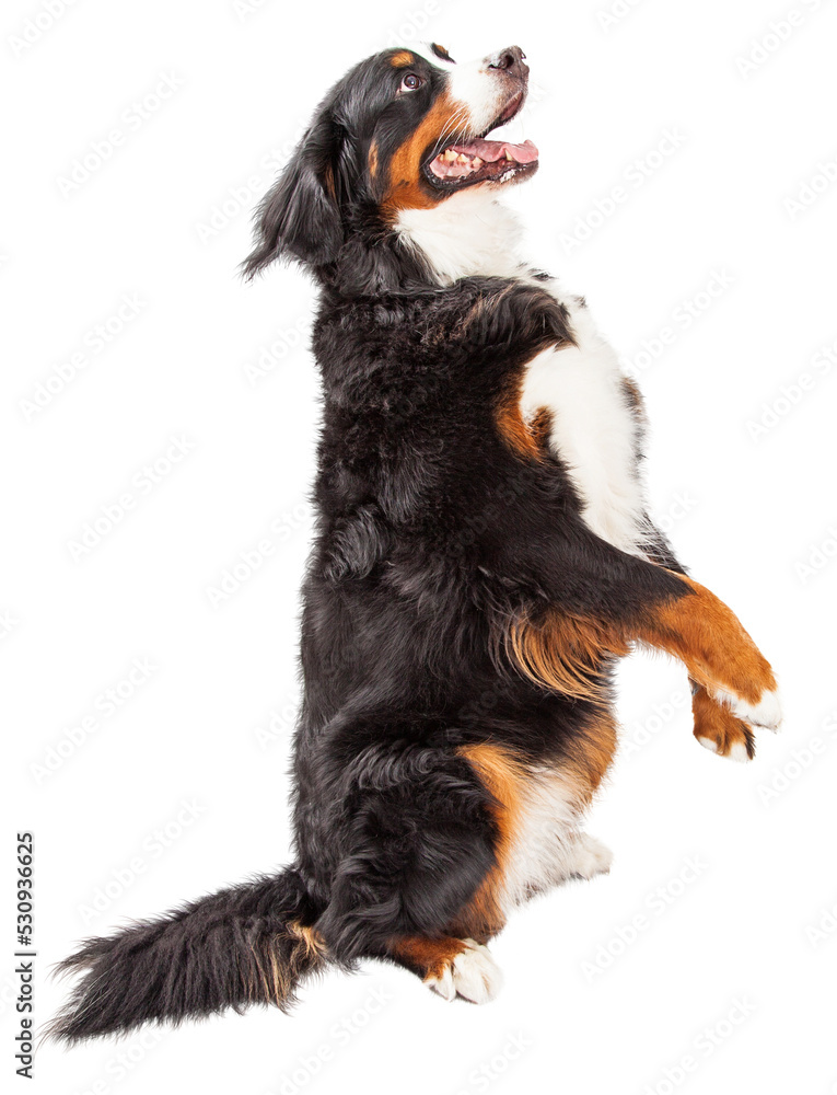 Bernese Mountain Dog Begging - Transparent Background Stock Photo ...