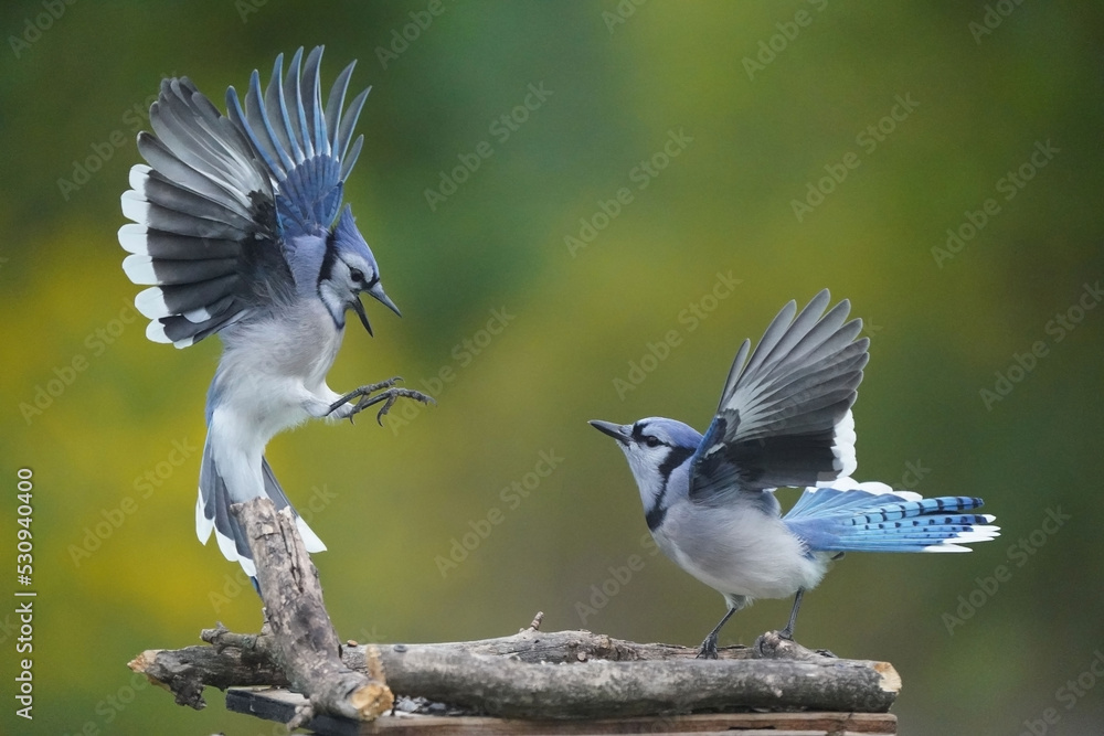 Blue Jays using threat gestures to block others from food at feeder ...