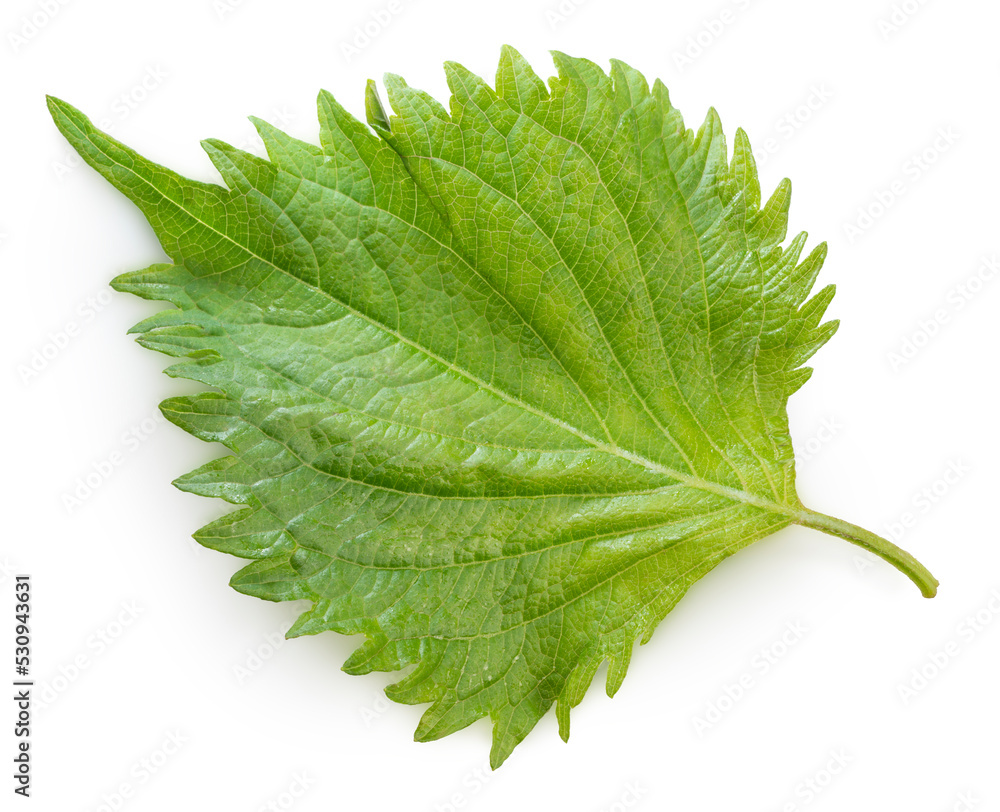 Green Shiso leaf isolated on white background, Oba leaf, Sesame leaves ...