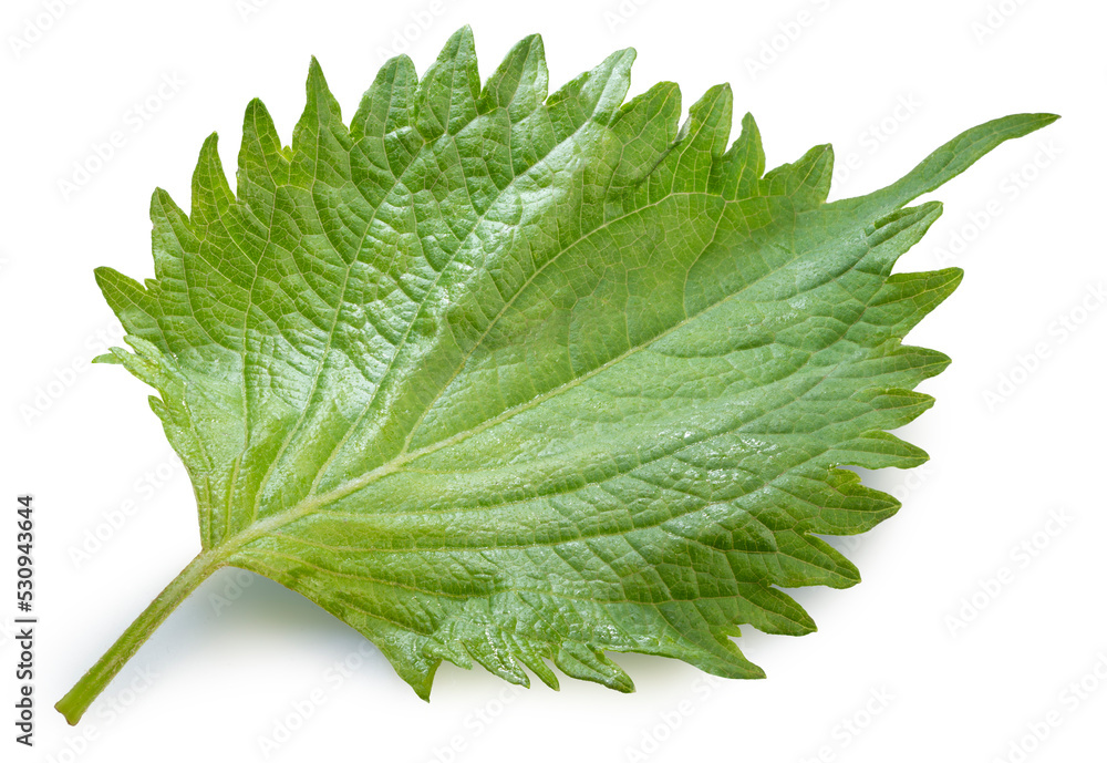Green Shiso leaf isolated on white background, Oba leaf, Sesame leaves ...