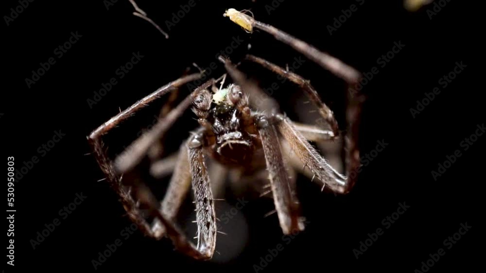 A spider is holding onto its web while grabbing a green insect with its ...