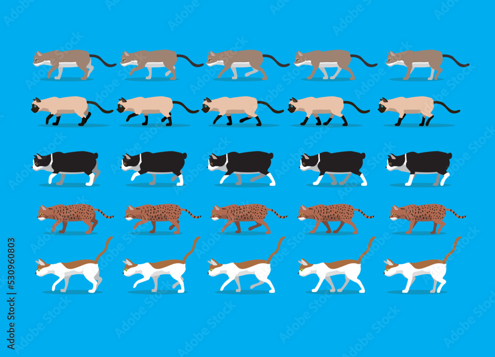Animal Animation Sequence Cat Oriental Dragon li Manx Siamese Tonkinese ...