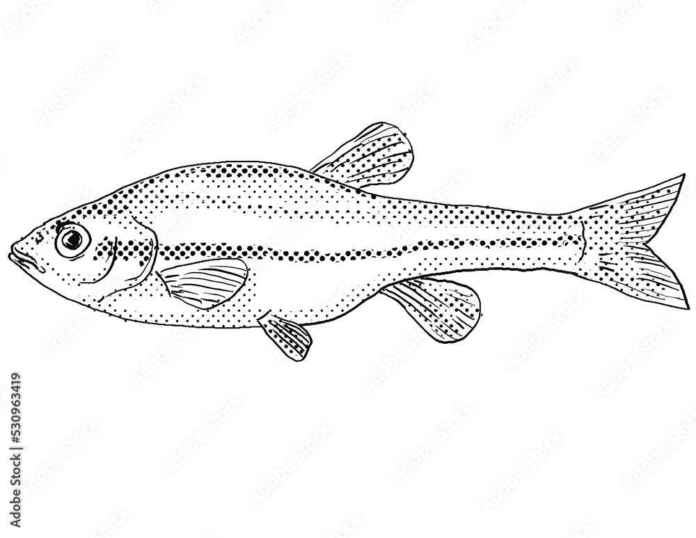 ภาพประกอบสต็อก Cartoon style line drawing of a finescale dace or ...