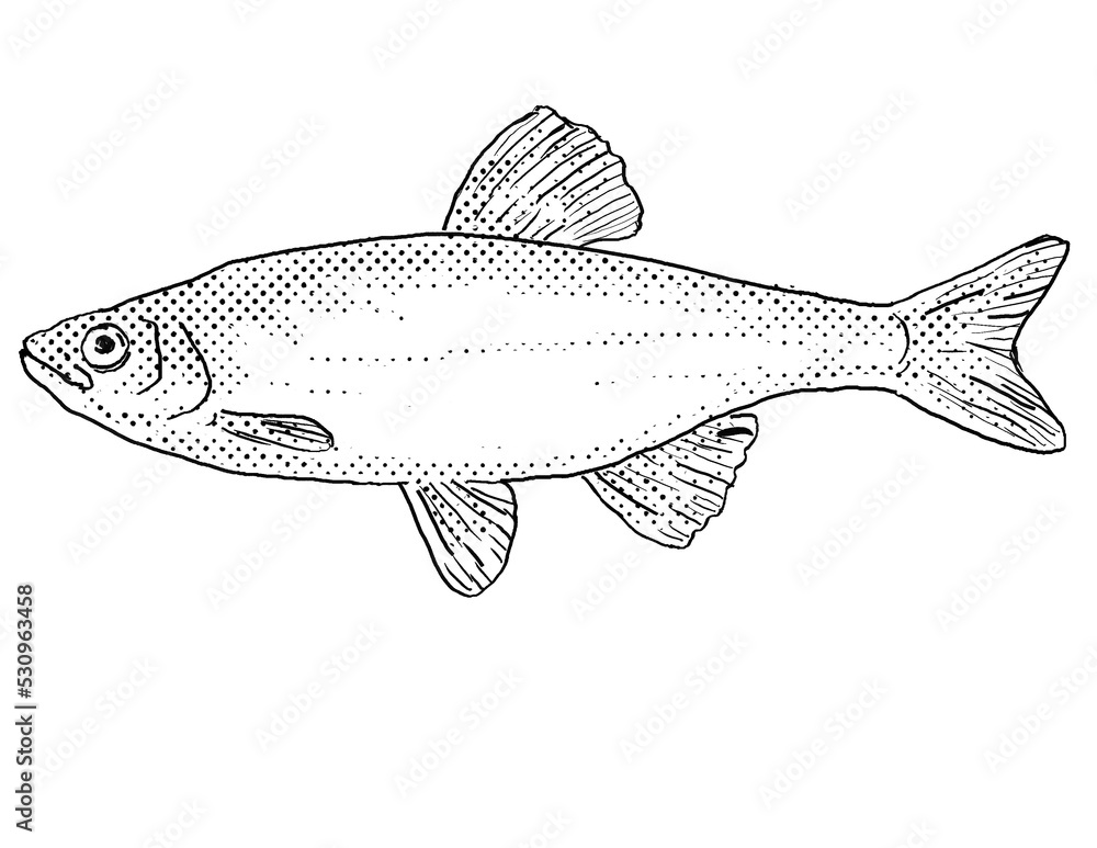 Cartoon style line drawing of a spotfin shiner or Cyprinella spiloptera ...