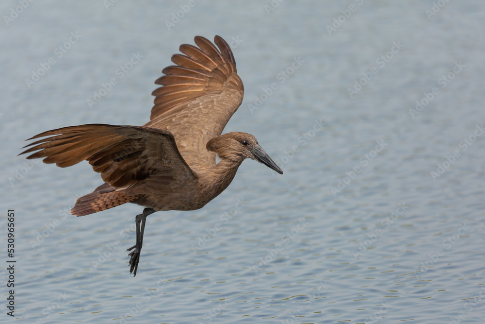Hamerkop in flight with wings open as landing on water. Birdlife seen ...