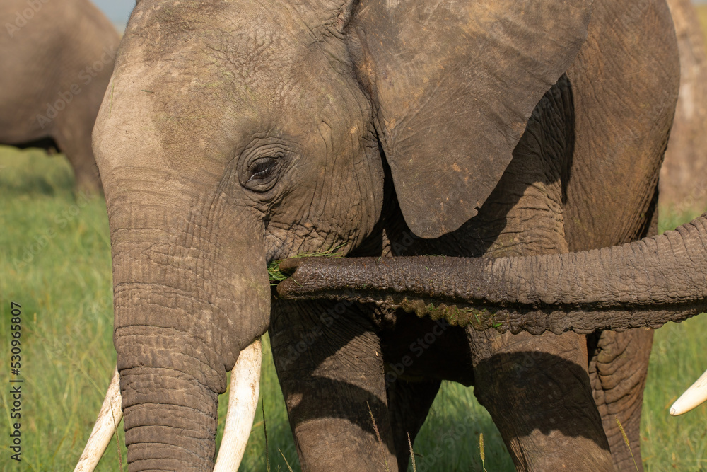 African elephant feeding while another trunk is sniffing the grass food ...