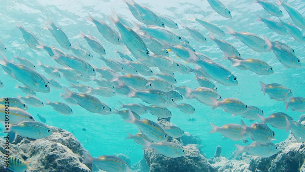 School of fish swim on the coral reef in the Maldives. Underwater scene ...