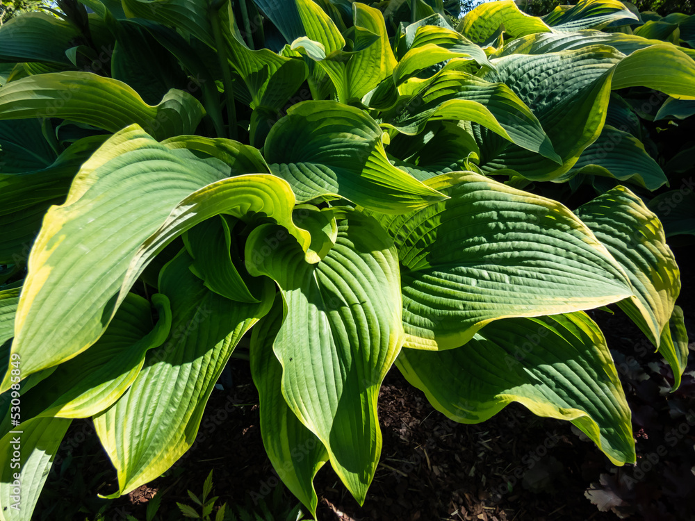 Hosta 'Abba dabba do' with dark green, long, lance-shaped and slightly ...