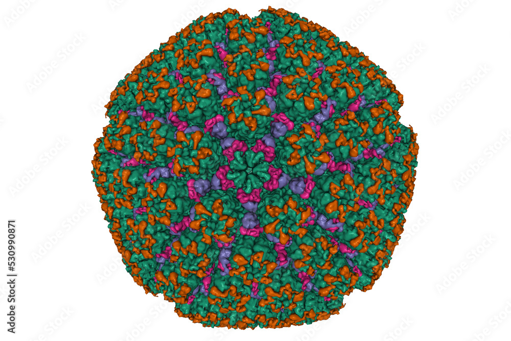 Structure of varicella-zoster virus A-capsid, 3D Gaussian surface model ...